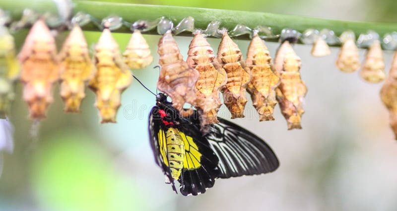 Capullos foto de archivo. Imagen de porcelana, amarillo - 39444094