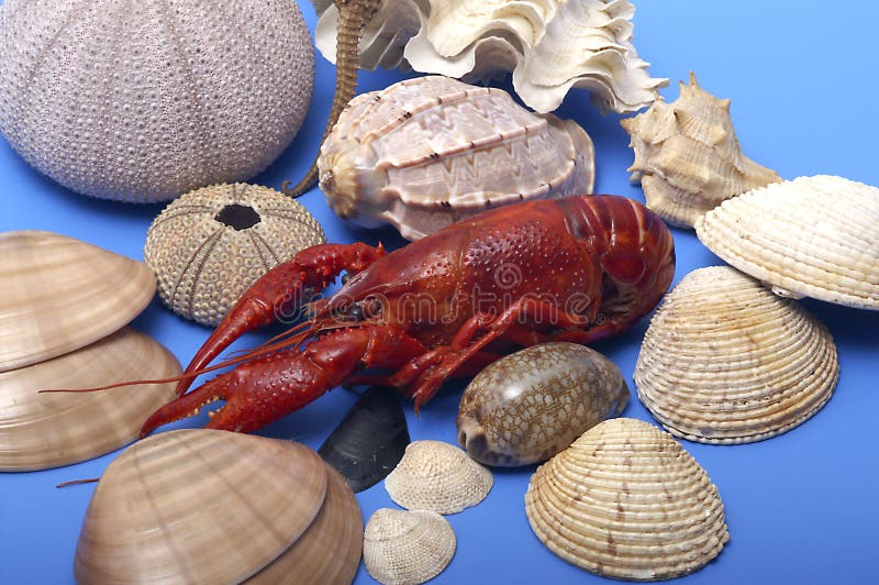 Marisco imagem de stock. Imagem de alimento, vermelho - 1246397