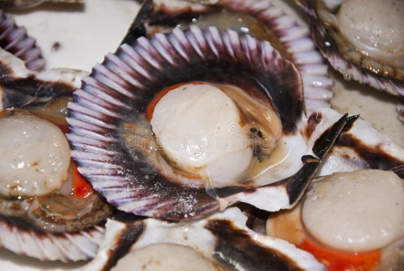 Mariscos - Conchas De Peregrino Imagen de archivo - Imagen de cubo ...