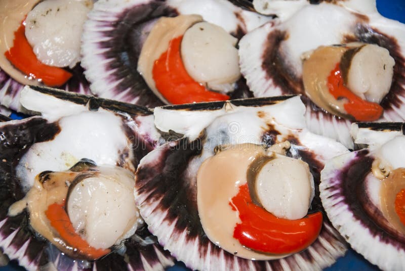 Mariscos - Conchas De Peregrino Imagen de archivo - Imagen de cubo ...