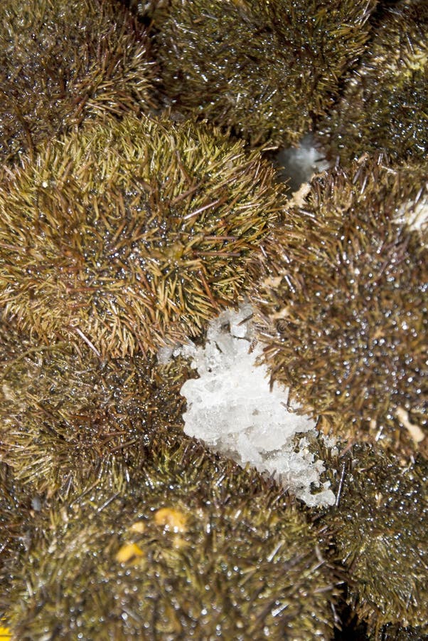 Un Erizo Rojo Chileno En La Costa De Antofagasta, Chile Foto de archivo ...