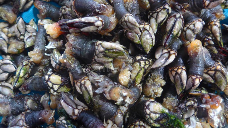 Lapas Del Cuello Del Ganso, Crustáceos, Delicadeza, Mariscos Pollicipes ...