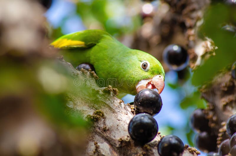 Maritaca, Brazilian Bird Eating Jaboticaba or Jaboticaba. Selective ...