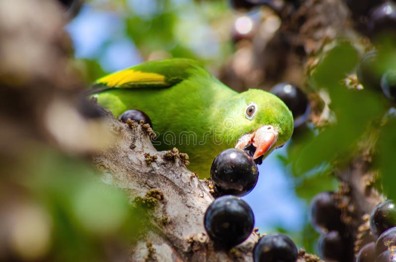 Maritaca, Brazilian Bird Eating Jaboticaba or Jaboticaba. Selective ...
