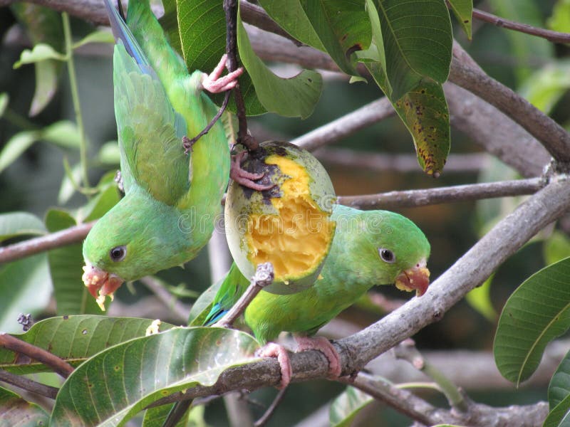 Maritaca - Maitaca - Pionus Imagem de Stock - Imagem de retrato ...