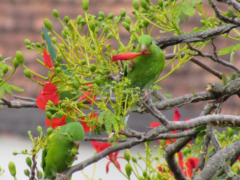 Maritaca - Maitaca - Pionus Foto de archivo - Imagen de enero, cosechar ...