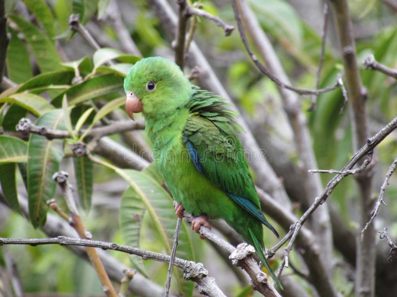 Maritaca - Maitaca - Pionus Foto de archivo - Imagen de enero, cosechar ...