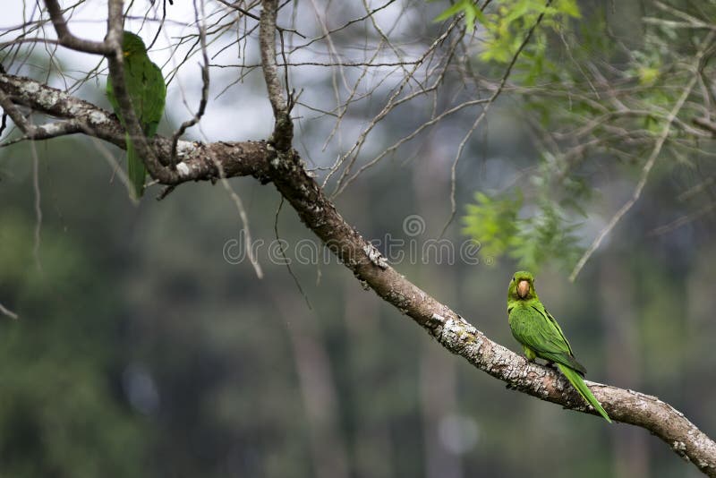 Maritaca stock photo. Image of relax, nature, morning - 34885784