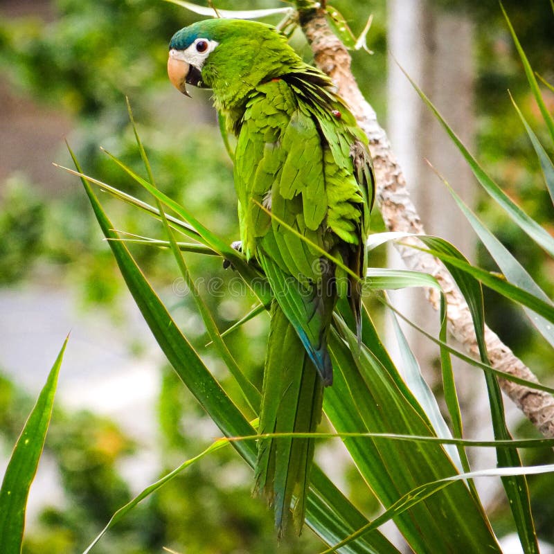 Maritaca nature Brazil stock photo. Image of nature - 272607360