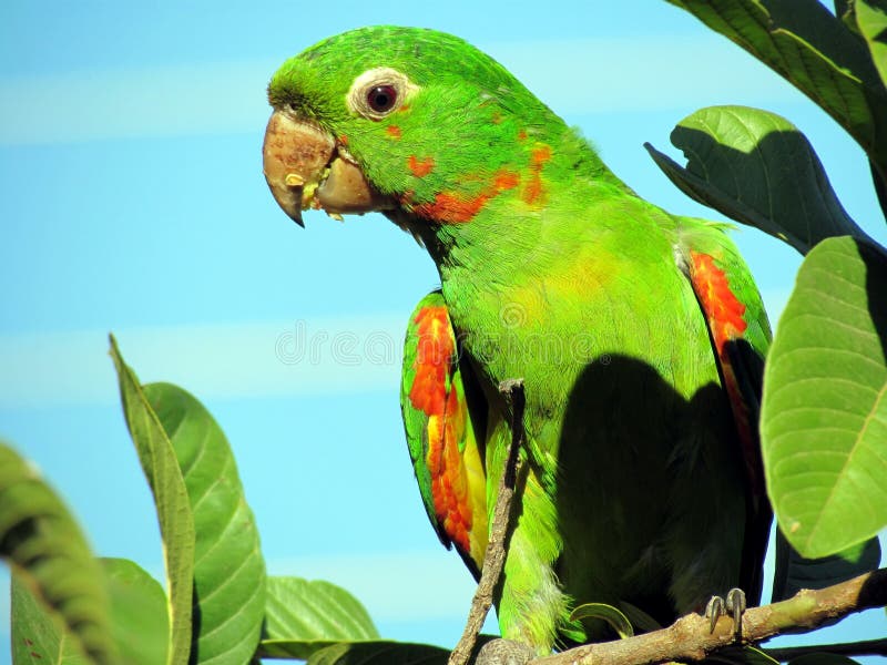 Maritaca Que Come Sementes Da Goiaba Foto de Stock - Imagem de brasil ...
