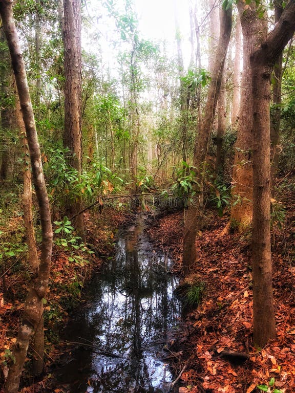 Maritime Forest stock image. Image of state, maritime - 110008833