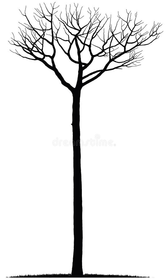 Maritime pine stock vector. Illustration of lonely, schematic - 23690563