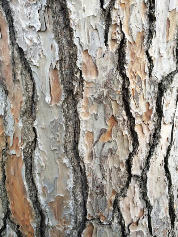 Maritime pine bark stock image. Image of material, irregular - 68346177