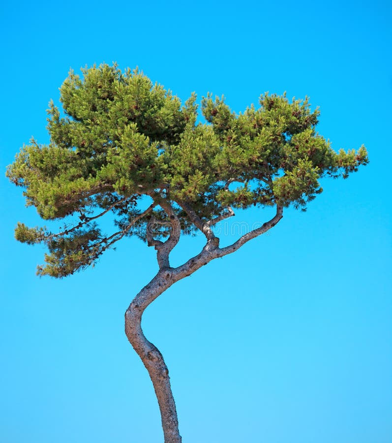Maritime Pine Curved Tree on Blue Sky. Provence Stock Image - Image of ...