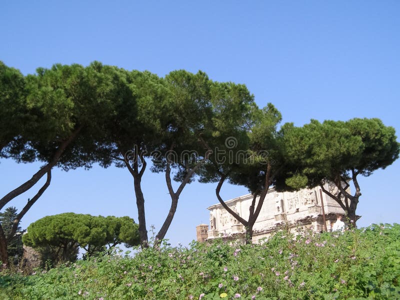 Maritime Pine (Pinus Pinaceae) Tree in Rome Stock Photo - Image of ...
