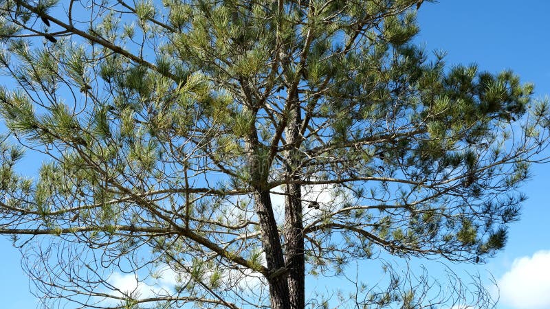 Maritime Pine Pinus Pinaster Needles Cones Tree Trunks Branches Stock ...