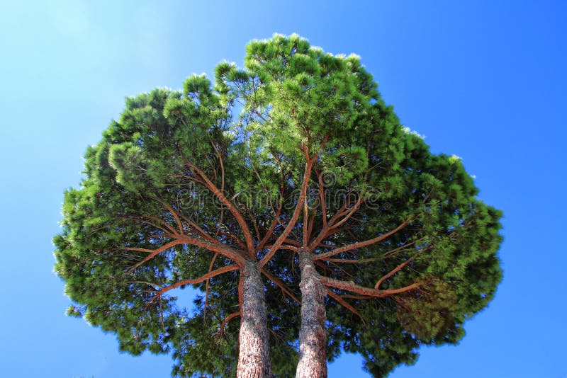 Maritime Pine in the Sky, Italian Mediterranean Natural Tree Stock ...
