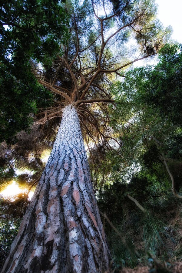Maritime Pine stock photo. Image of blue, plant, environment - 47610632