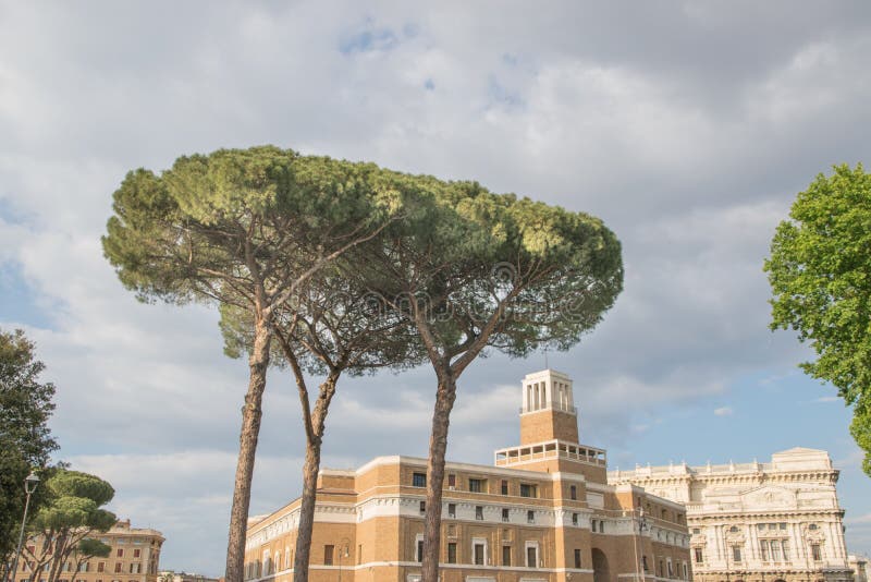 Maritime Pine Tree Group Near Rome Stock Photo - Image of mediterranean ...