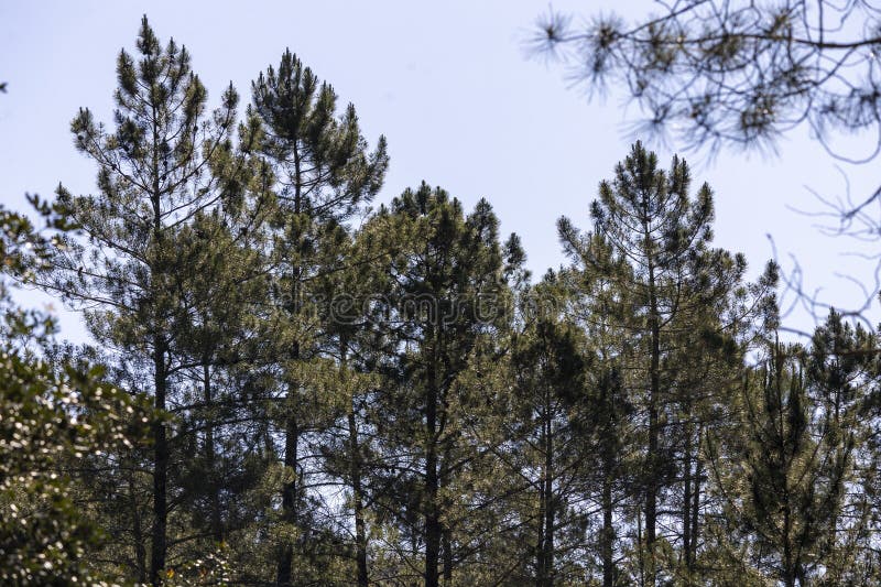 Maritime Pine Tree (Pinus Pinaster Stock Image - Image of scenics ...