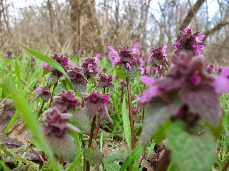 Spring flowers stock image. Image of mariupol, flowers - 182427787