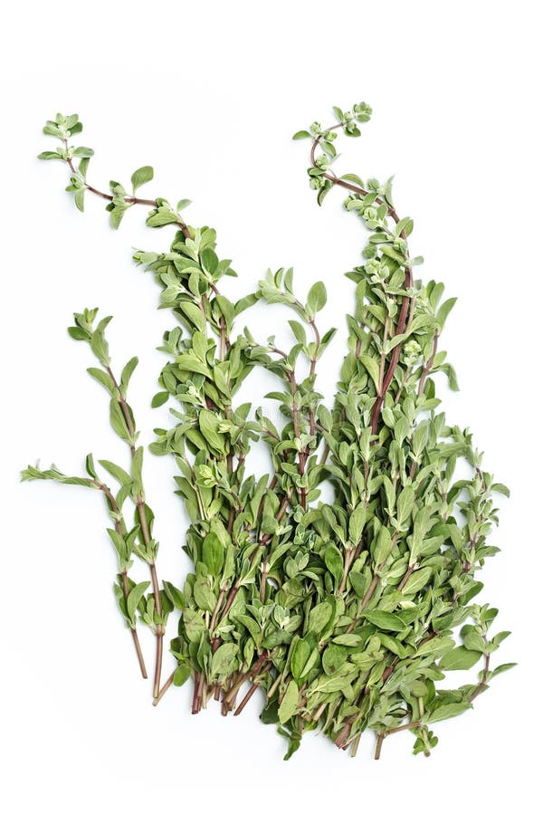 Garlic stock photo. Image of seasoning, garlic, veggies - 23959580