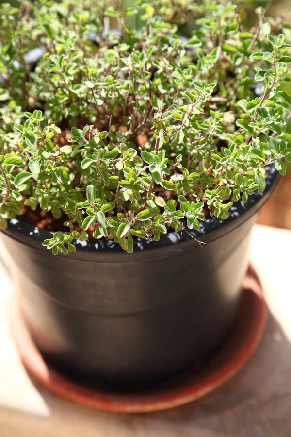 Marjoram stock image. Image of cooking, fragrant, marjoram - 24572915
