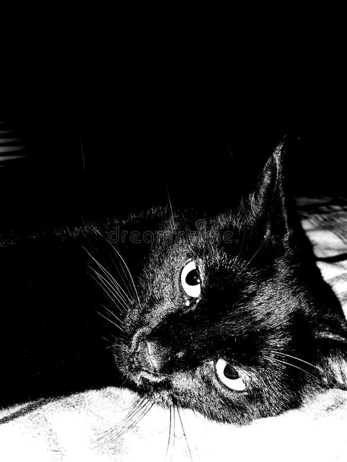 Mark the Cat stock image. Image of poster, sketch, monochrome - 181893169