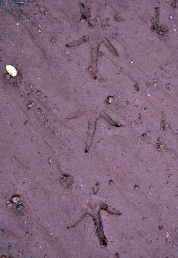 MARK of CHICKEN stock photo. Image of farm, animals, identification ...