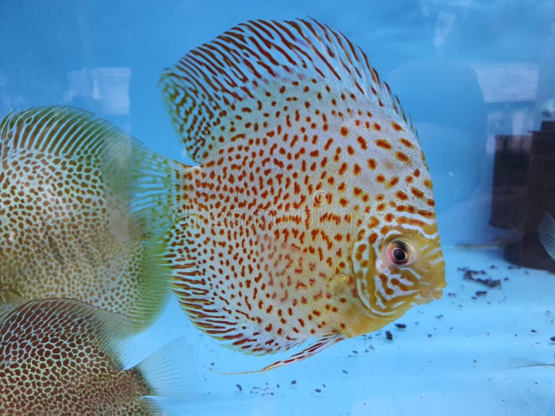 Mark fish on tank stock image. Image of tank, animal - 261781961