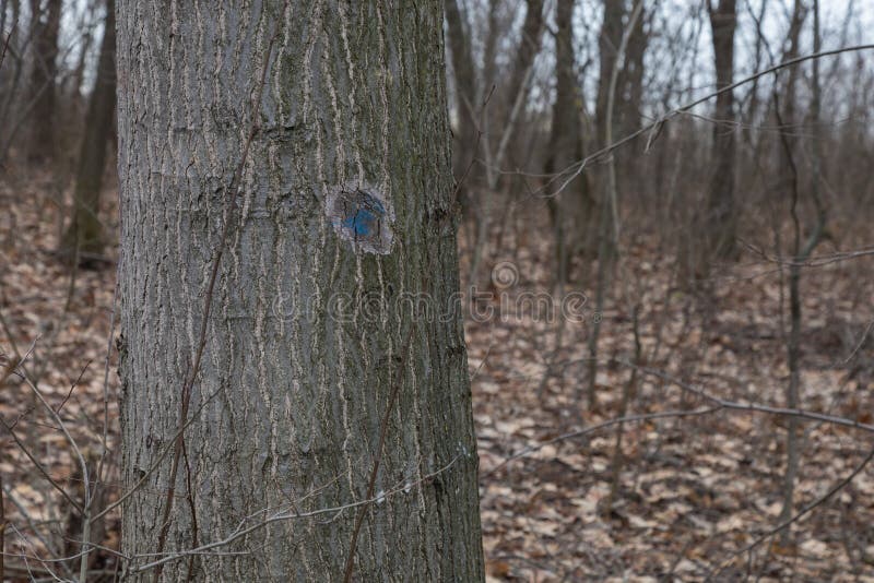 Mark on a Tree in the Forest. Borders Set Aside for Cutting Down Old ...