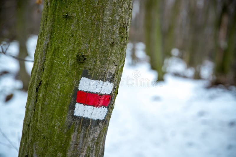 Tree Marking Forest stock image. Image of bark, fall - 236246971