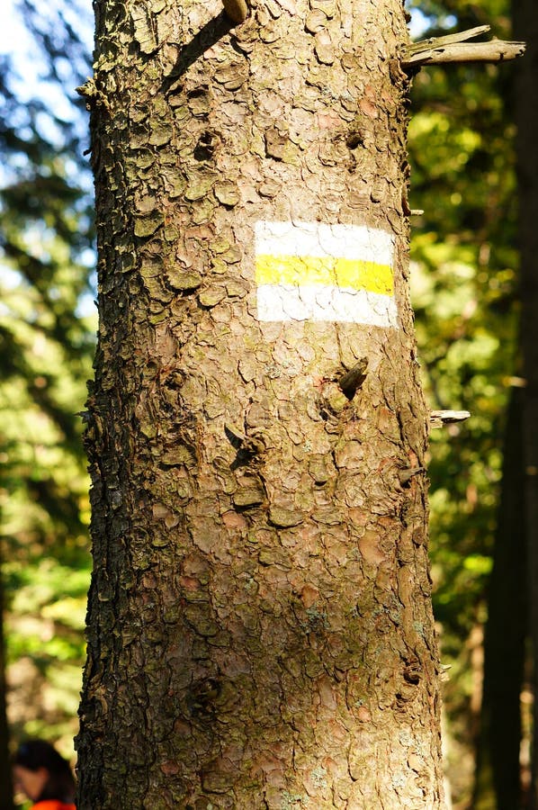 Mark on tree stock photo. Image of route, natural, paint - 36825844