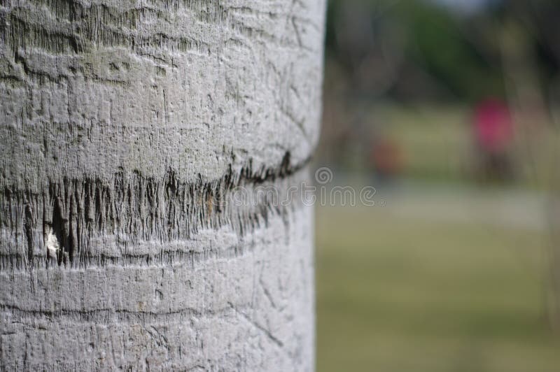 The mark on the tree stock image. Image of tree, mark - 49731287