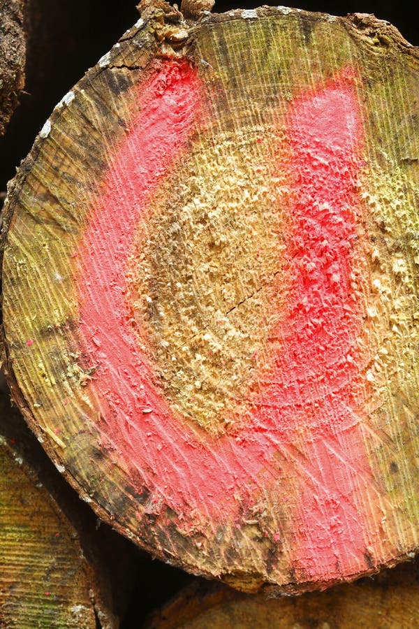 Marked Log stock image. Image of walk, forest, marks - 95202707