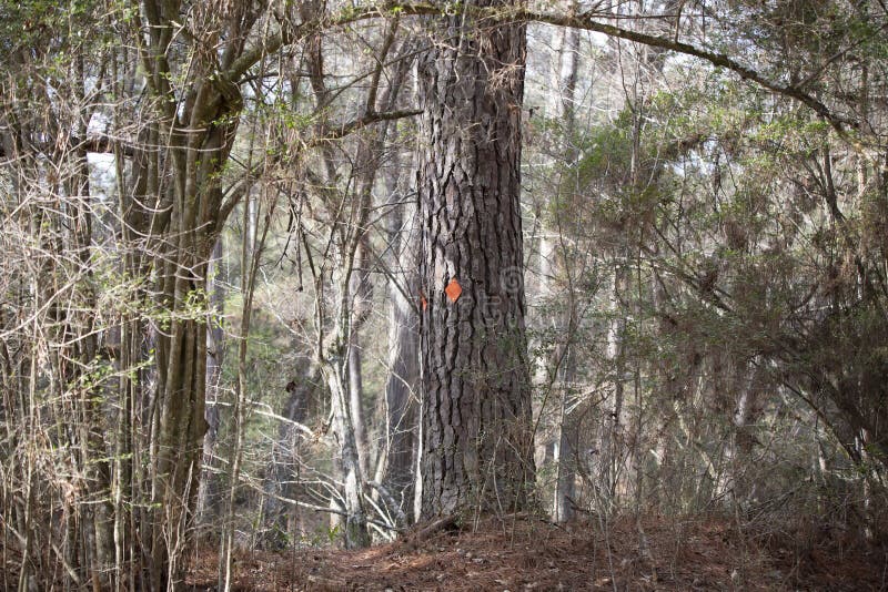 Marked Path stock photo. Image of forest, outside, country - 253430670