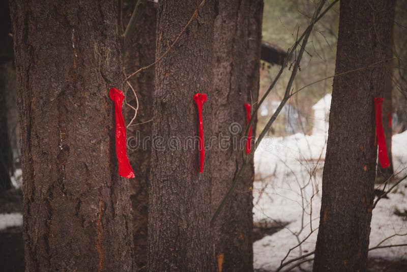 Fir Trees Marked for Removal with Red Flags Stock Image - Image of ...