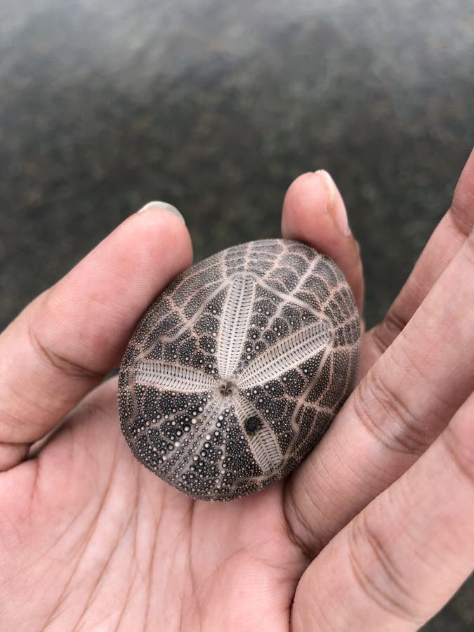 Little Black Brittle Starfish Stock Photos - Free & Royalty-Free Stock ...