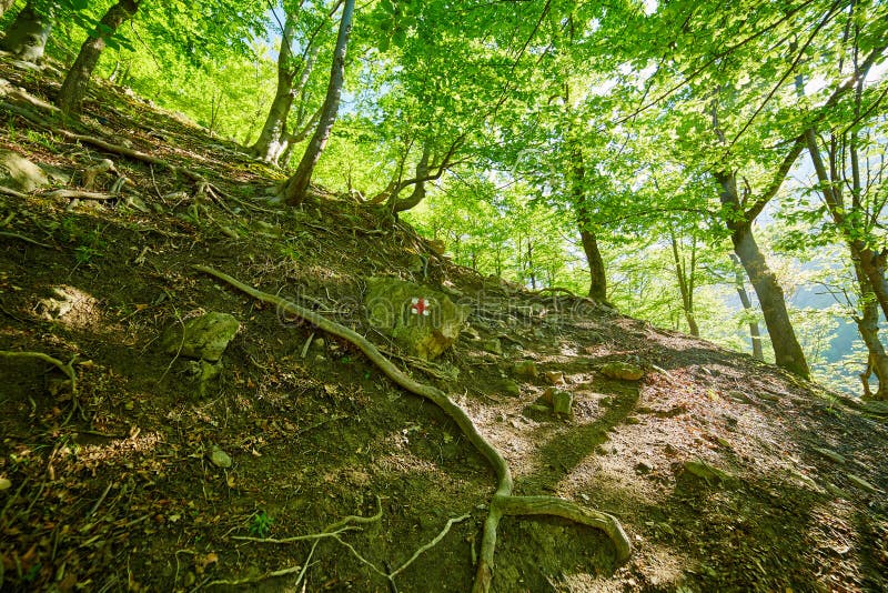 Marked trail in the forest stock image. Image of foliage - 53881961