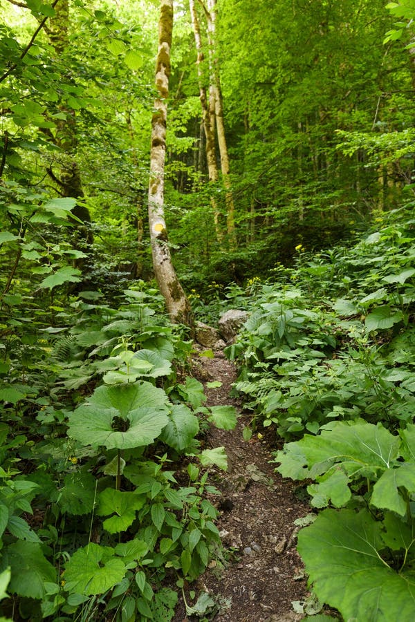 Marked Trail through the Forest Stock Image - Image of mountain, path ...