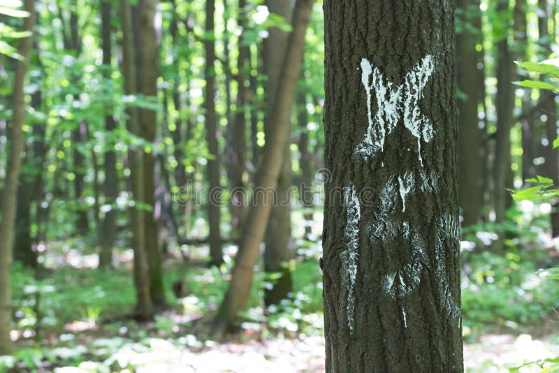 Marked tree forest stock image. Image of outdoor, ecology - 82675917