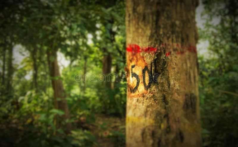 The Marked Tree in the Forest Stock Photo - Image of black, book: 128035006