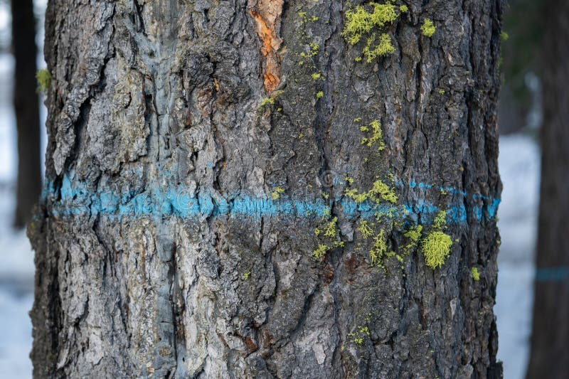 Marked Tree in Sierra Nevada Forest Stock Image - Image of terrain ...