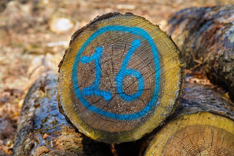 Marked tree stem stock photo. Image of nature, sixteen - 176841506