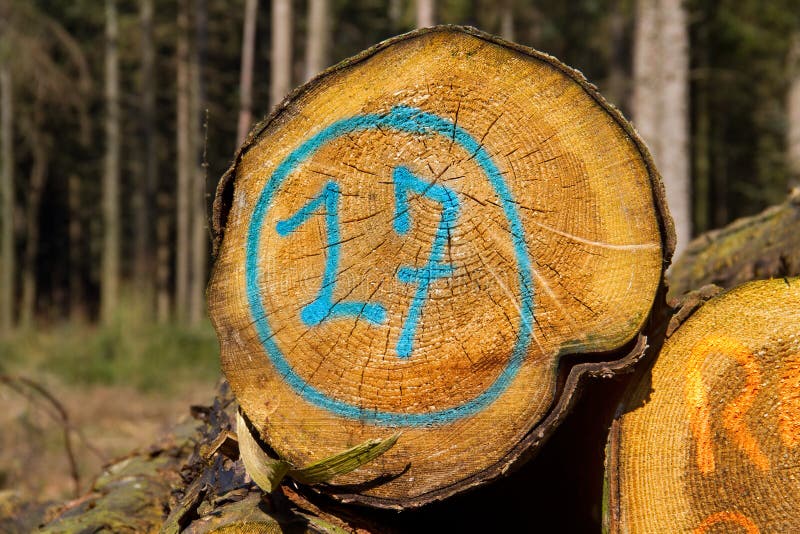 Marked tree stem stock photo. Image of circle, cross - 176841832