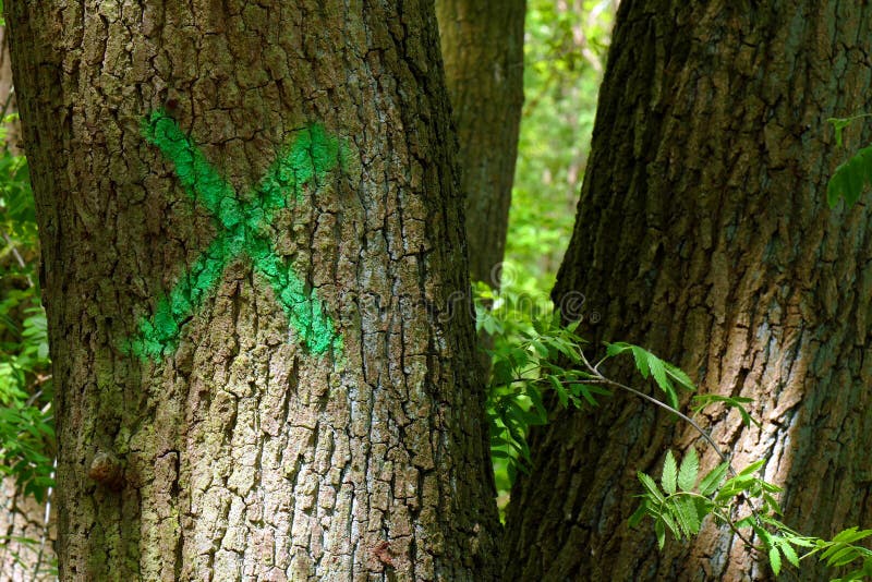 Marked trees stock image. Image of bark, marking, shade - 108267357
