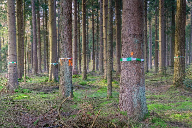 Marked trees stock photo. Image of marking, landscaping - 163882048