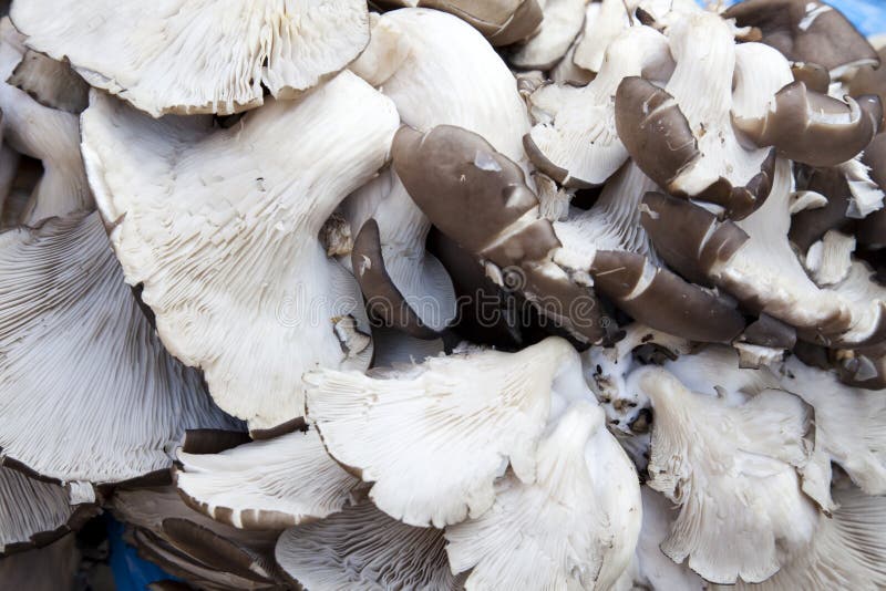 Grey Oyster Mushroom Macro stock photo. Image of healthy - 6270910