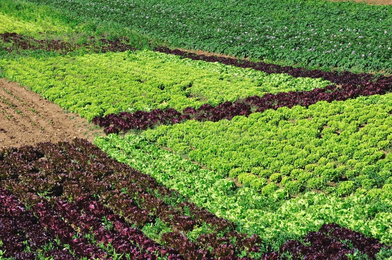 Market Garden Picture. Image: 19802585