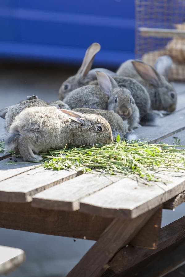 On the market stock photo. Image of furry, baby, midget - 60020420